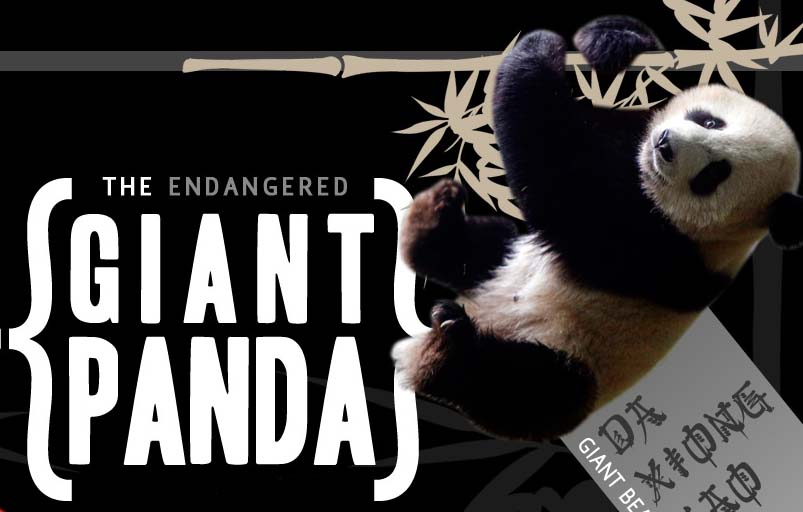 The Endangered Giant Panda [Infographic]