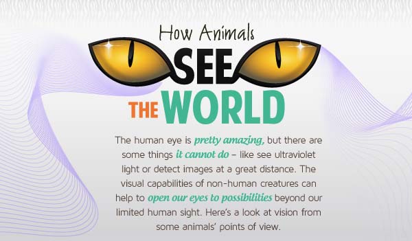 How Animals See the World [Infographic]
