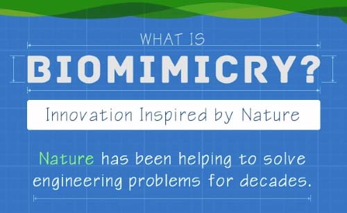 What is Biomimicry? Innovation Inspired by Nature [Infographic]