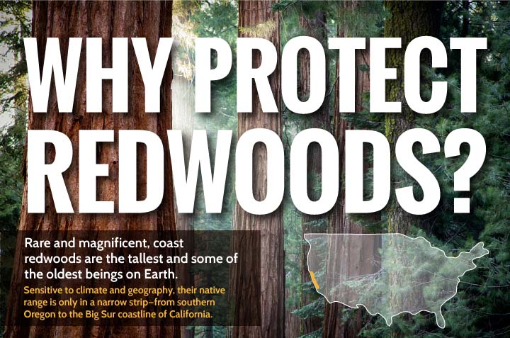 Why Protect Redwoods [Infographic]