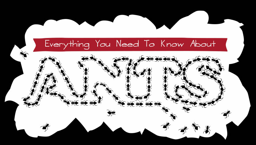 Everything You Need To Know About Ants [Infographic]