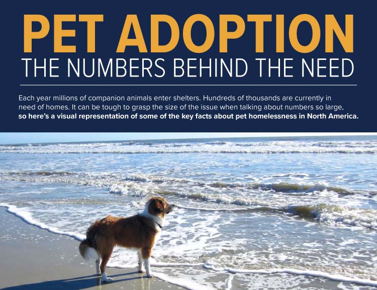 Pet Adoption: The Numbers Behind the Need [Infographic]