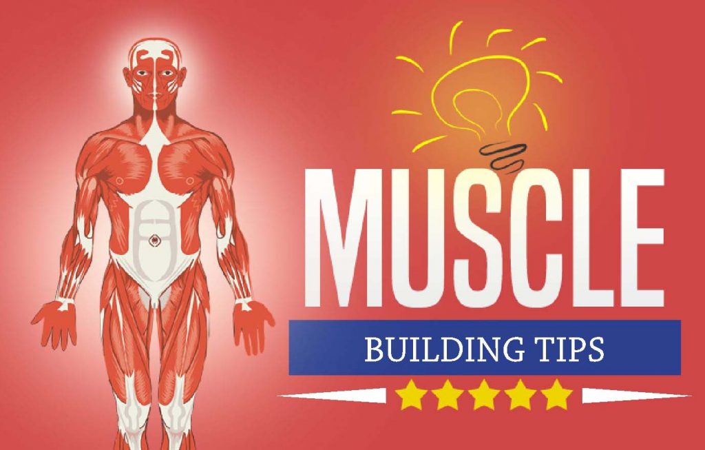Muscle Building Tips [Infographic]