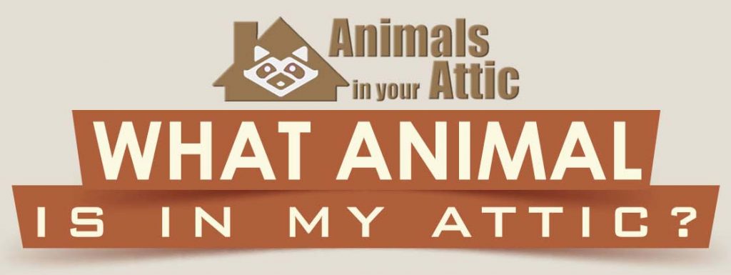 What Animal Is In My Attic? [Infographic]