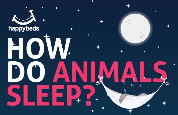 How Do Animals Sleep? [Infographic]