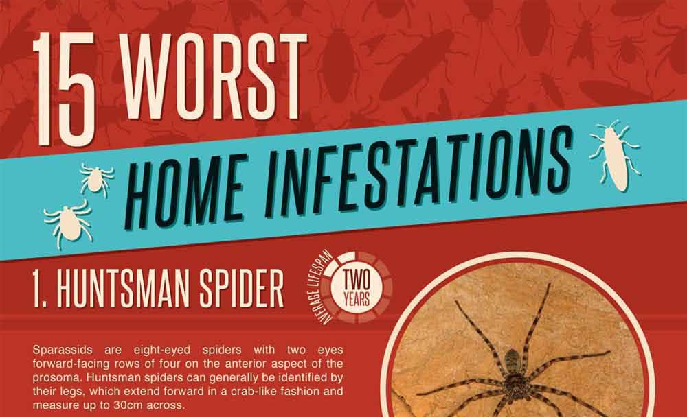 Top 15 Worst Home Infestations From Around The World [Infographic]