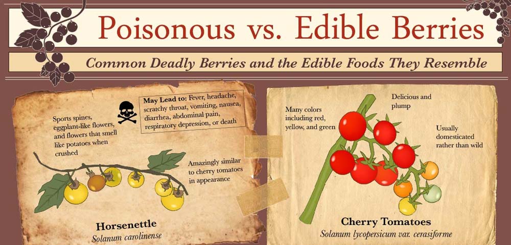 Poisonous vs Edible Berries - Deadly Berries & the Edible Foods They ...