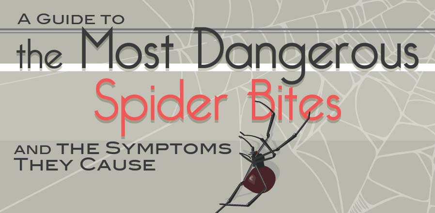 The Most Dangerous Spider Bites & Symptoms They Cause [Infographic]