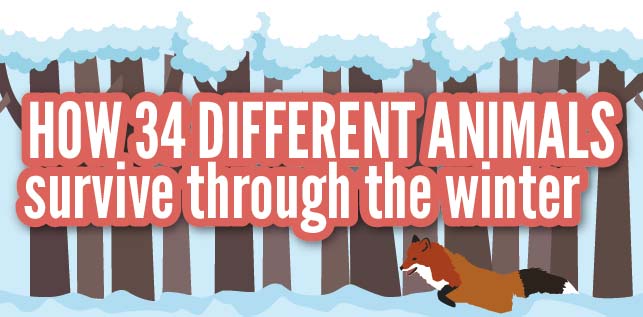 How 34 Different Animals Survive Through the Winter [Infographic]