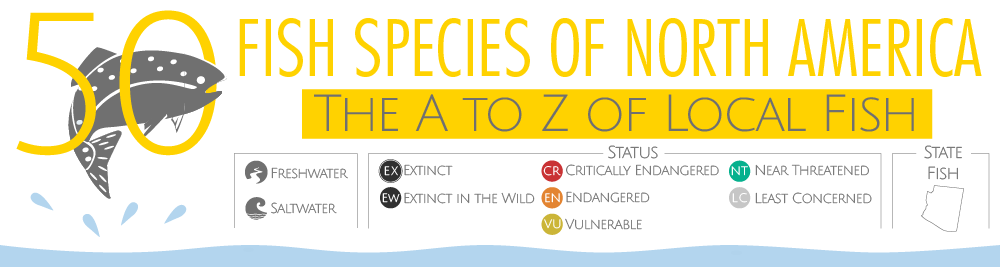 50 Fish Species of North America - The A to Z of Local Fish [Infographic]