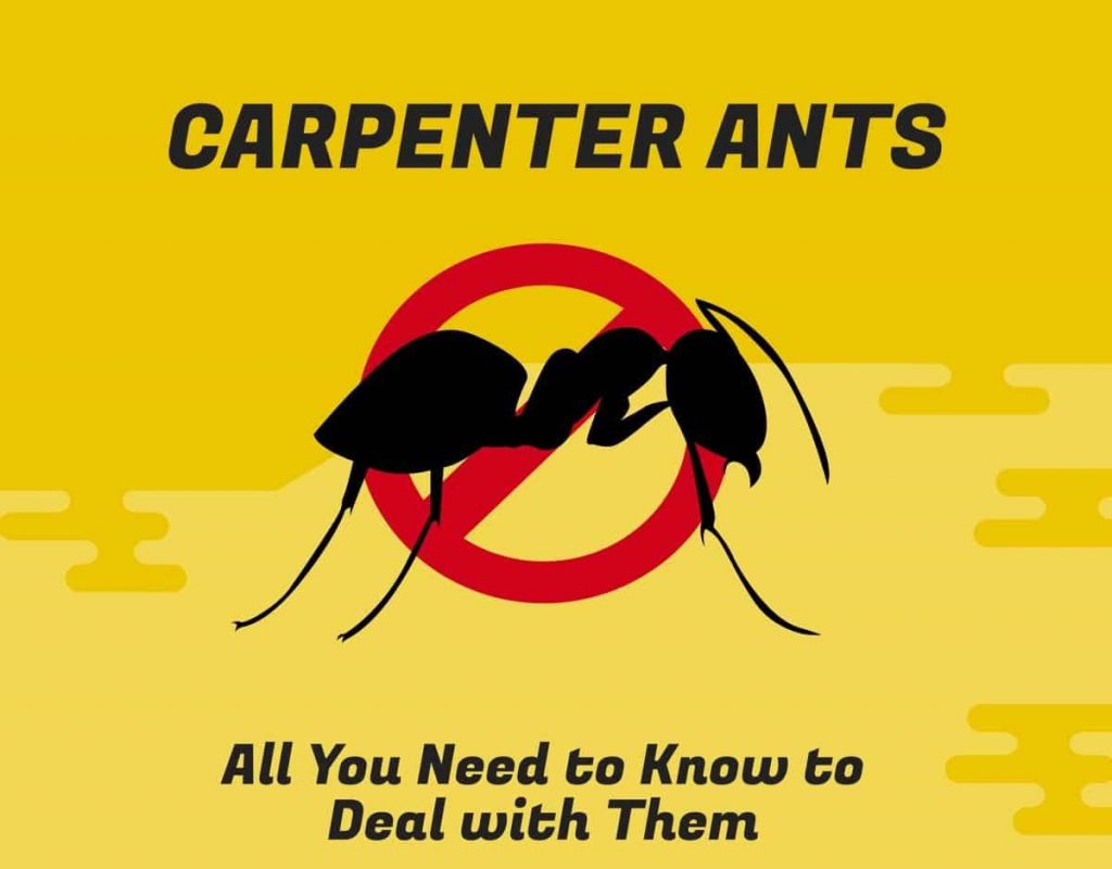 Carpenter Ants - All You Need to Know to Deal With Them [Infographic]