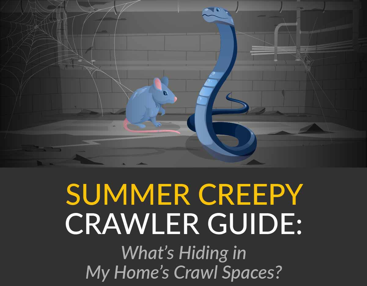 Summer Creepy Crawler Guide: What’s Hiding in My Home’s Crawl Space ...