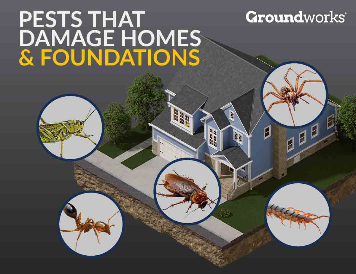 Pests That Damage Homes and Foundations [Infographic]