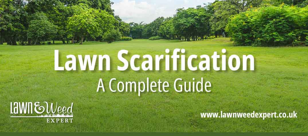 Lawn Scarification: A Complete Guide (Infographic)